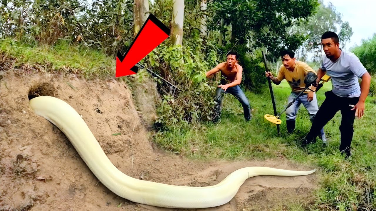 Brave Experts Catch Giant White Python By Hand - YouTube
