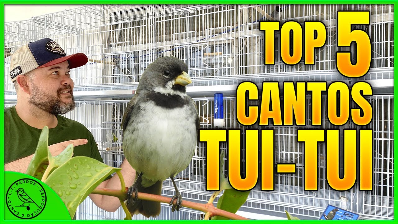 TOP 5 CANTOS TUI TUI MAIS BONITOS DO MUNDO 🌍🌍🌎 - YouTube