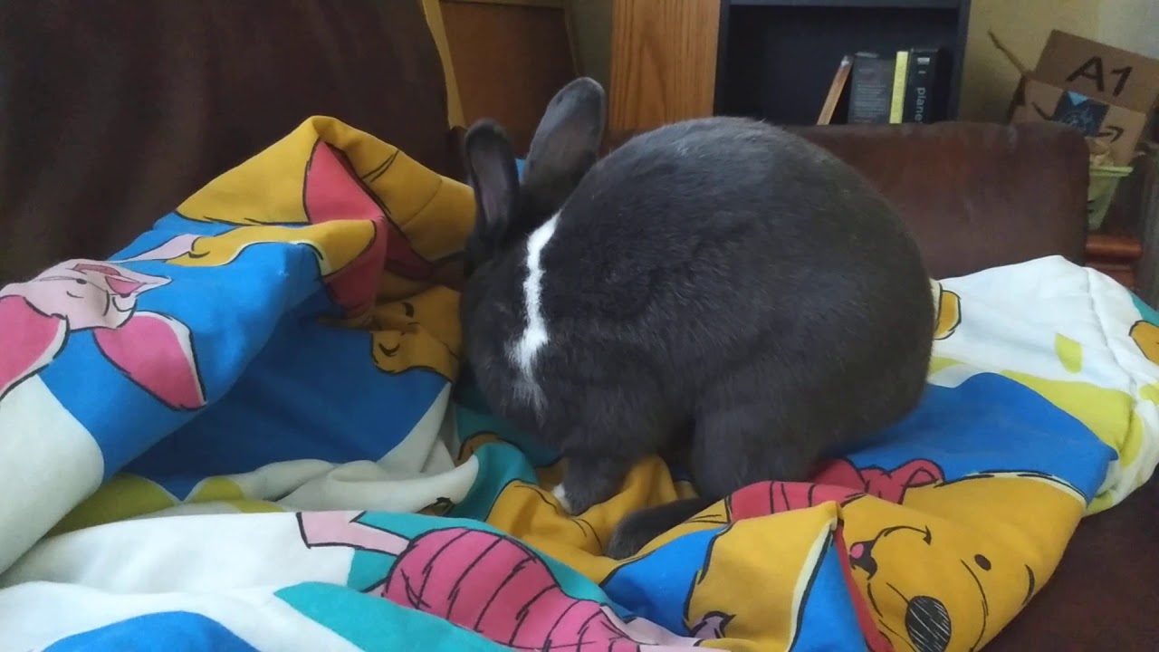 Mana the Bunny Rabbit 38 - YouTube