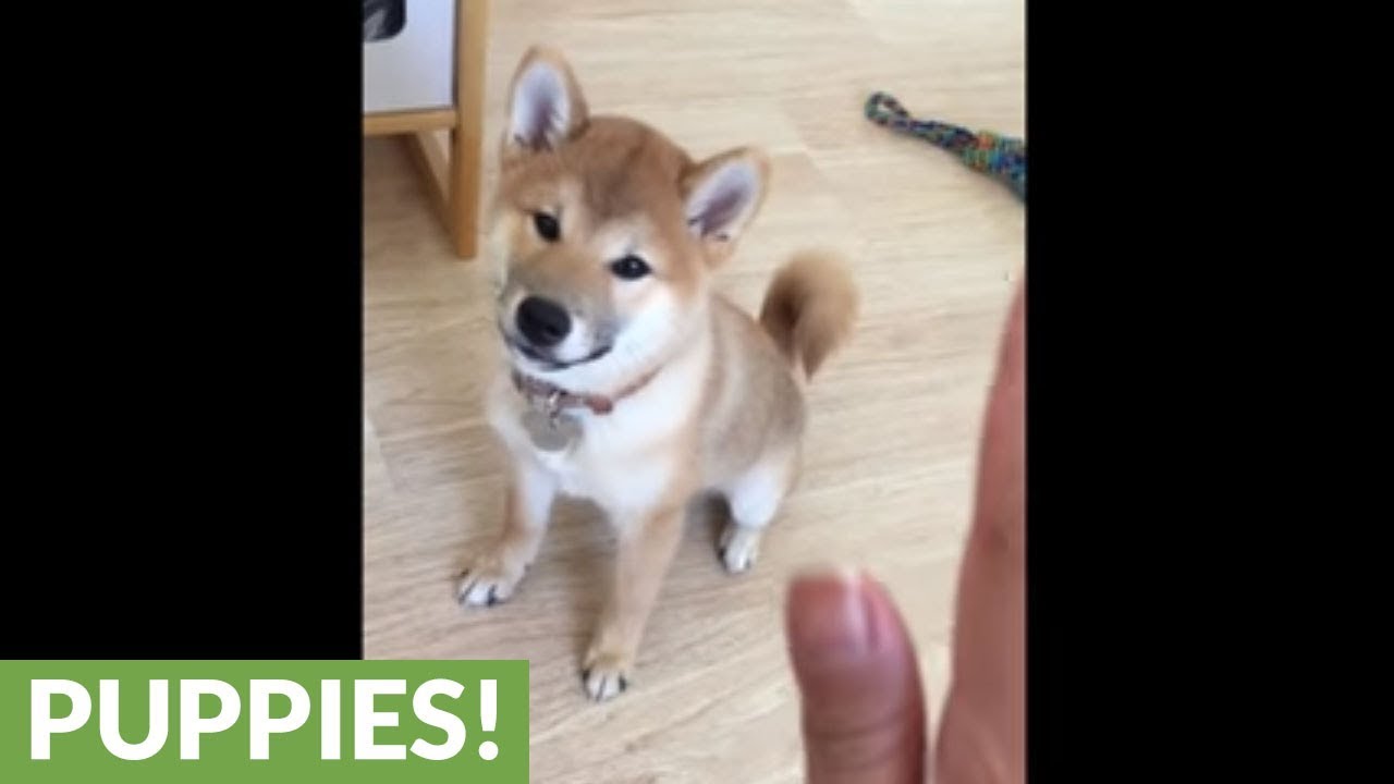 Shiba Inu puppy learns to wave hello - YouTube