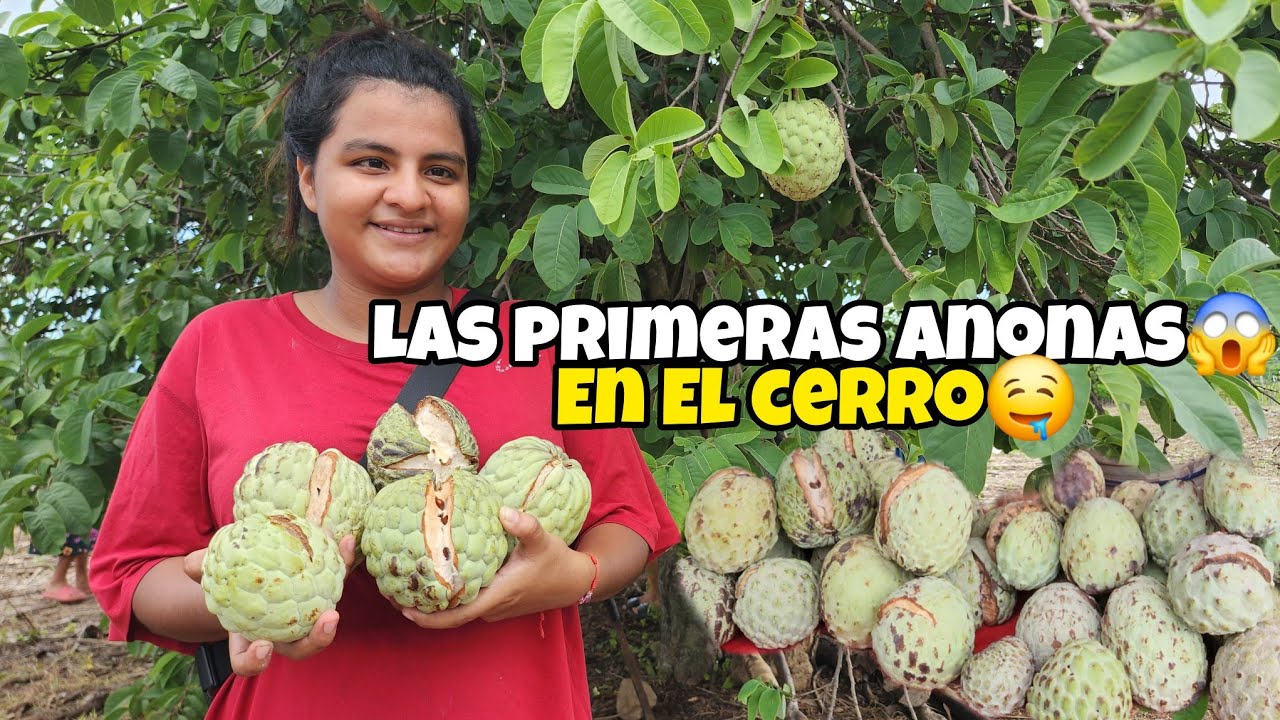 🚨🤤LA FRUTA MAS BUSCANDA EN EL SALVADOR las anonas😱🇸🇻 - YouTube