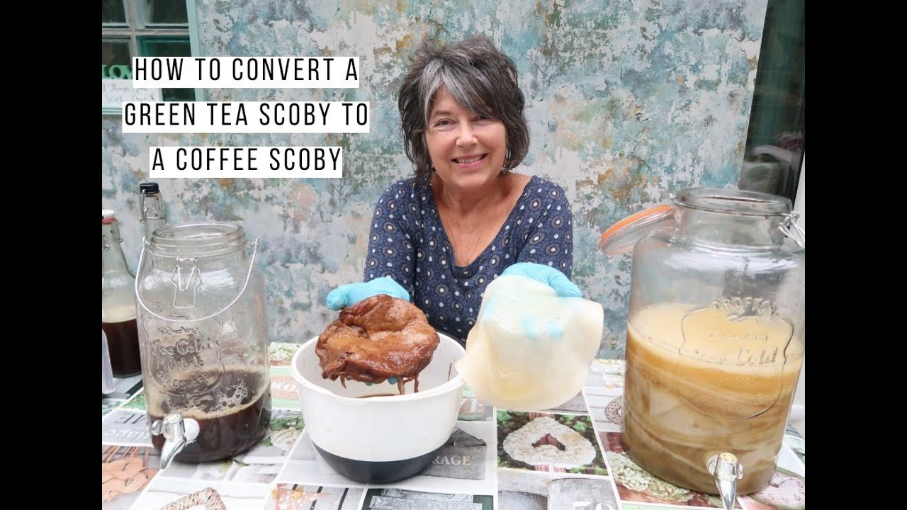 How To Convert A Green Tea Scoby To Coffee - YouTube