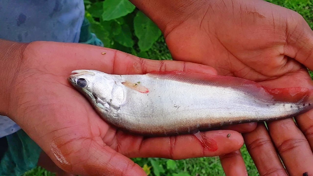 চিতল মাছ চাষ কেমন লাভবান / Chital fish (flatfish) farming in bd ...