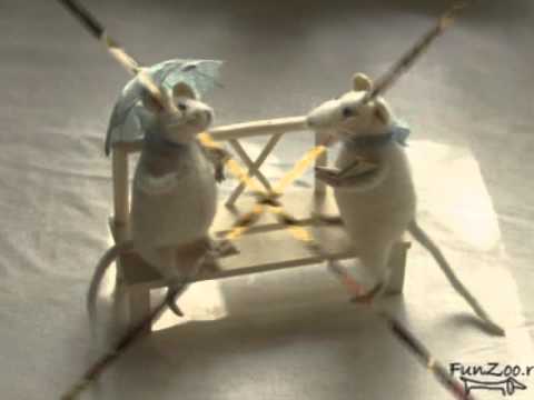 Ah sıçan, vah sıçan!