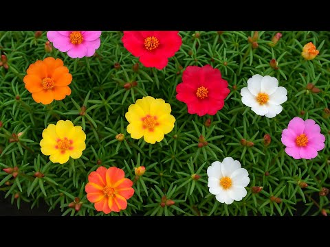 MOST Relaxing 3 Hour Rose Moss Time Lapse with Guitar Music