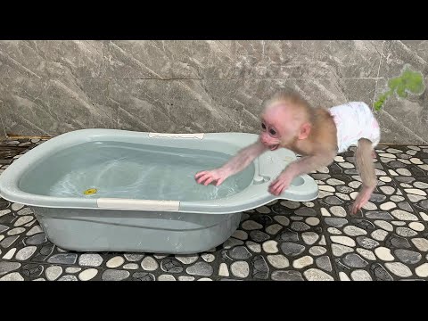 Hilarious Scene! Baby Monkey Can't Stop Farting in the Tub!