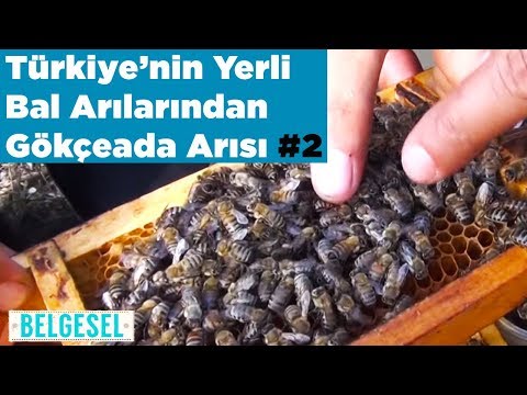 Gökçeada Arısı Türkiye'nin Yerli Bal Arısı 2 Belgesel Fatih Genel Yaban Tv