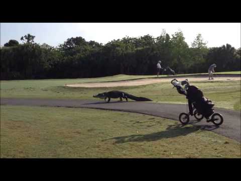 A gator walking across the golf course! - YouTube