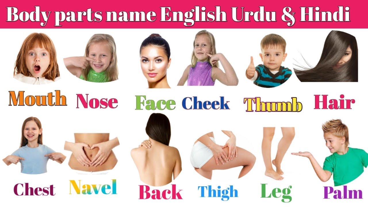 Body parts name English Urdu and Hindi । शरीर के अंग।jism ke hissy ...