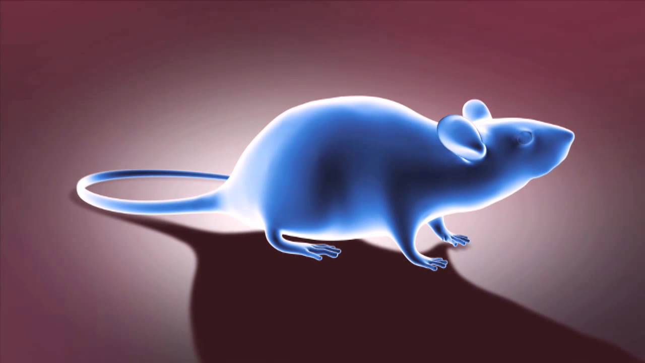The NSG™ Mouse - YouTube