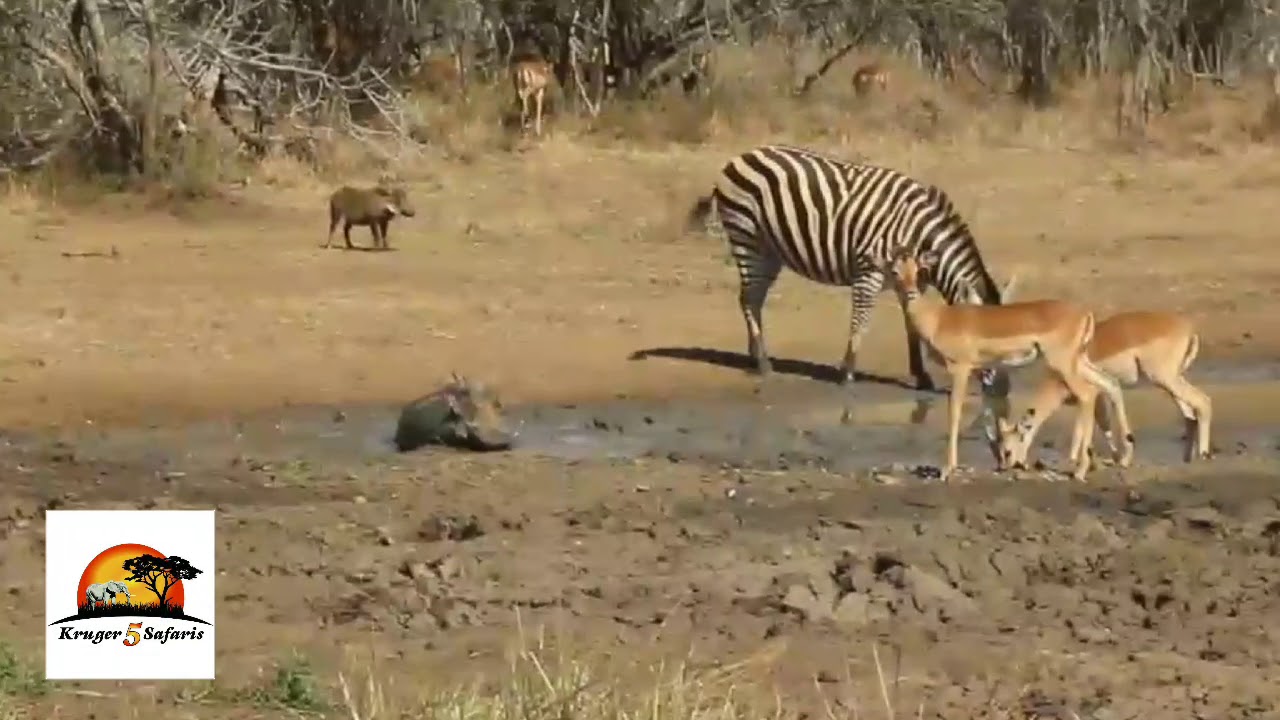 Uneasy truce at the waterhole! - YouTube