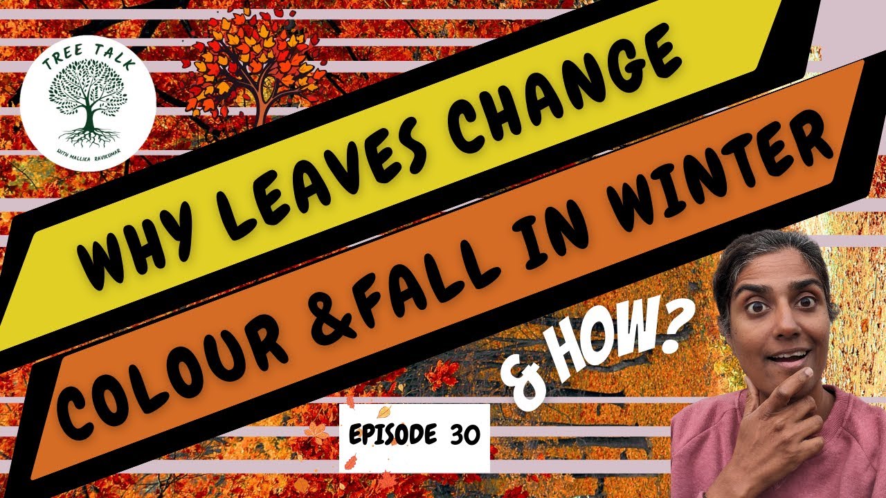 Why Leaves Change Colour and Fall in Autumn and Winter - YouTube