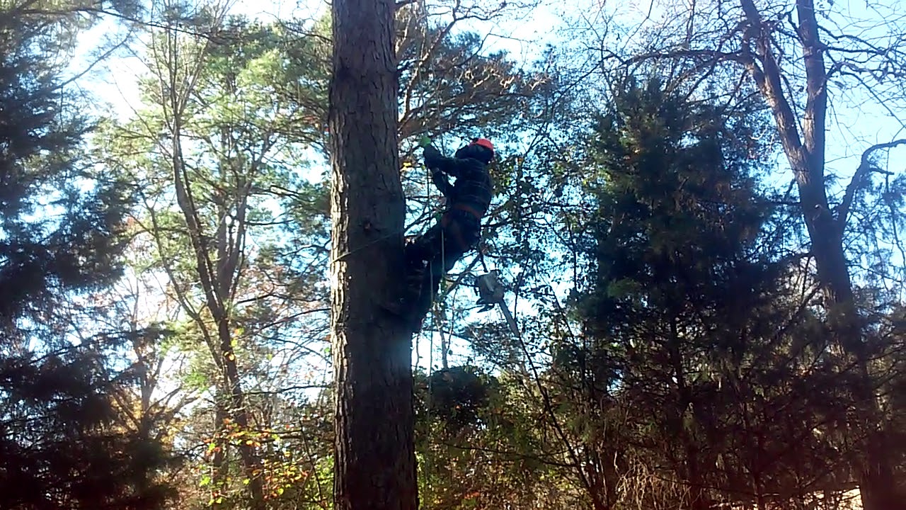 Worker climbing dead pine tree. 12-3-19. - YouTube