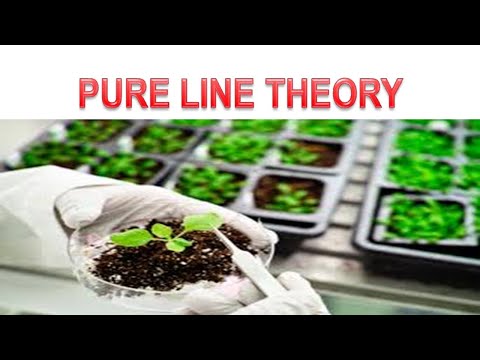What Does Pure Line Mean In Genetics