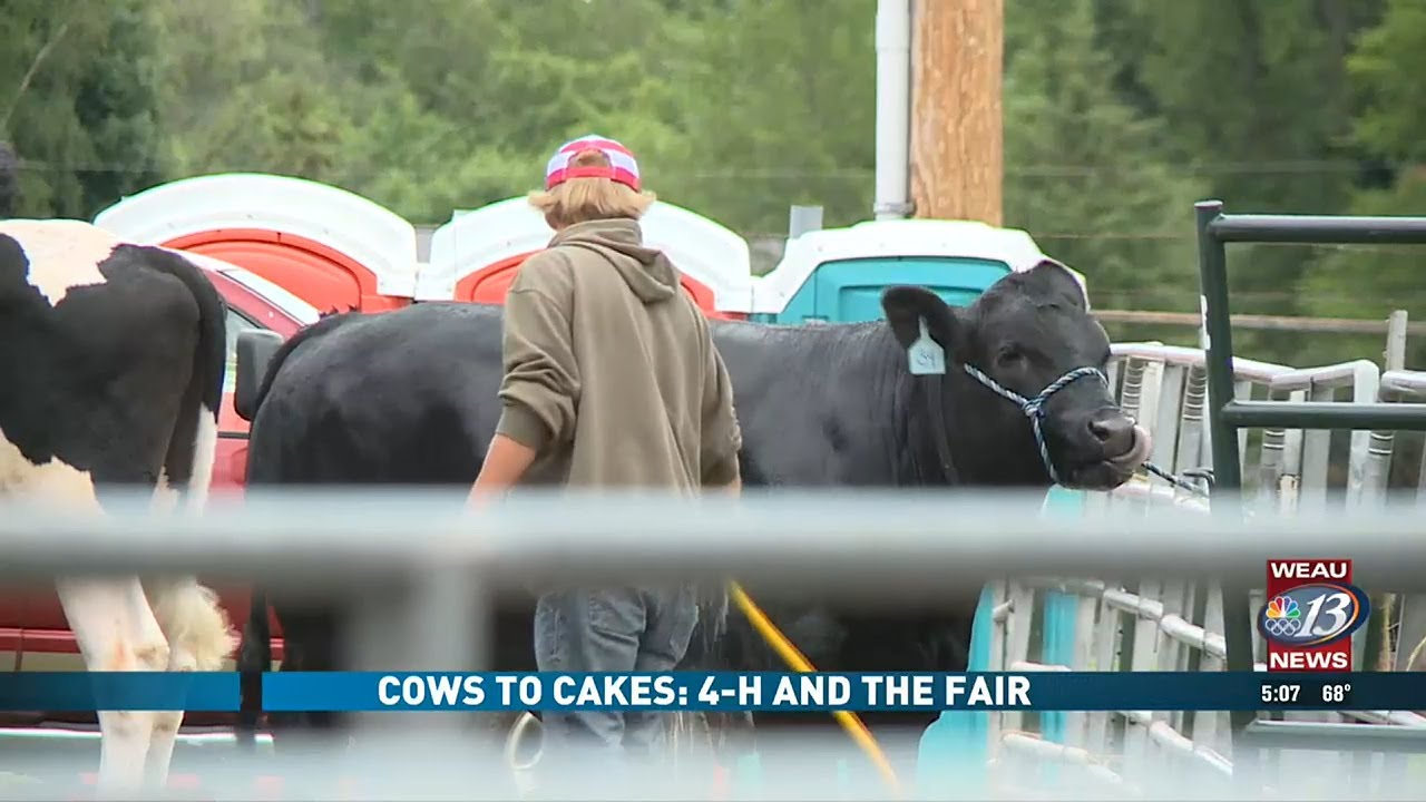 ‘Happy to be back’: Livestock and exhibits in full swing at Northern ...