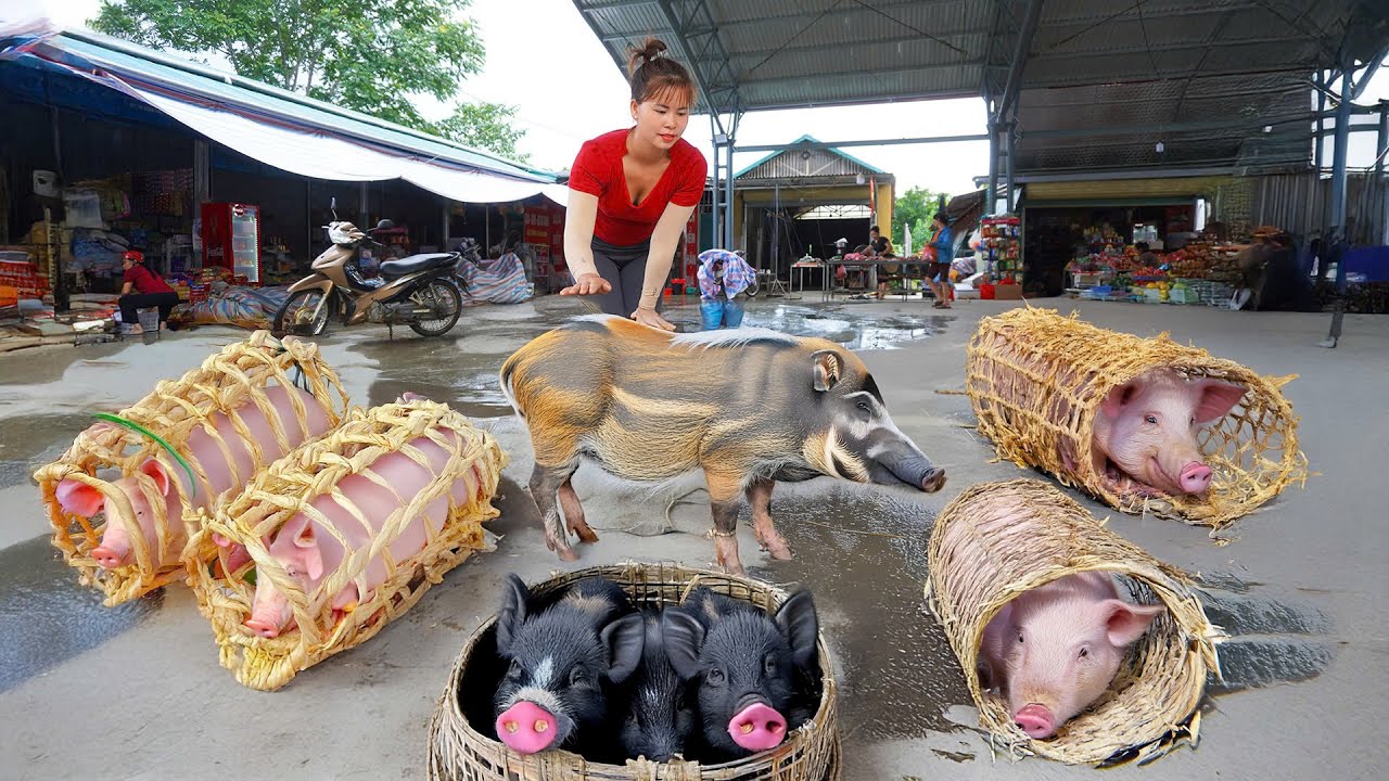 Sell 90kg Pigs After 8 Months of Raising - Take Care of Piglets | Tiểu ...
