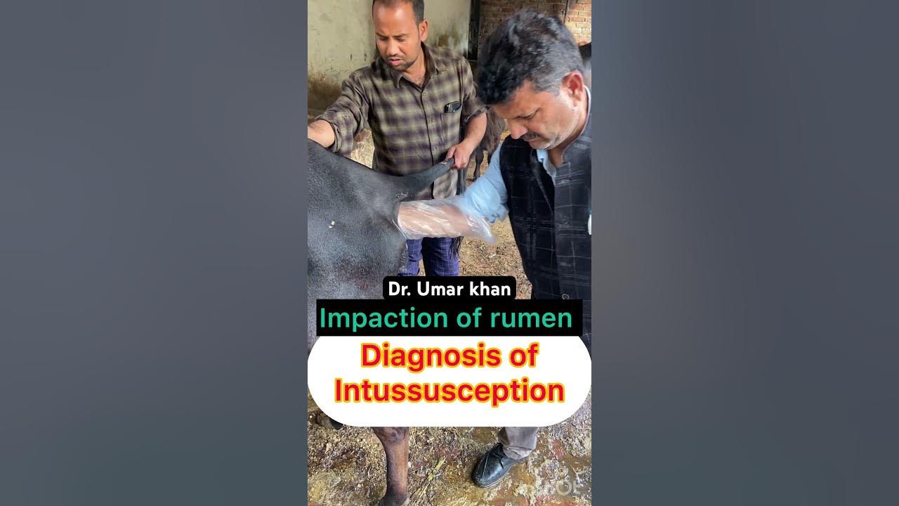 Impaction Of Rumen L Intussusception L Dr Umar Khan Youtube