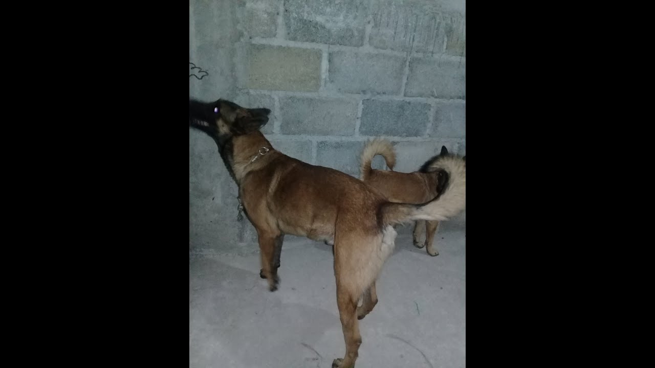 CUANDO Y COMO CRUZAR A TU PERRITA - YouTube