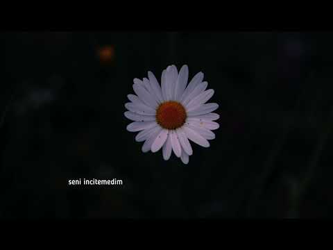 Selman Sendrom - Bembeyazdın Papatya Şiiri