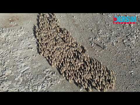 KOYUNLARIN HAVADAN ÇEKİLMİŞ RENKLİ GÖRÜNTÜLERİ