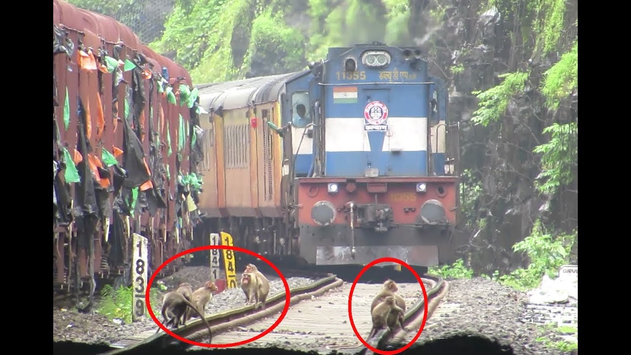 ADVENTUROUS Konkan Railway : HUNGRY MONKEYS vs TEJAS Express at Scenic ...