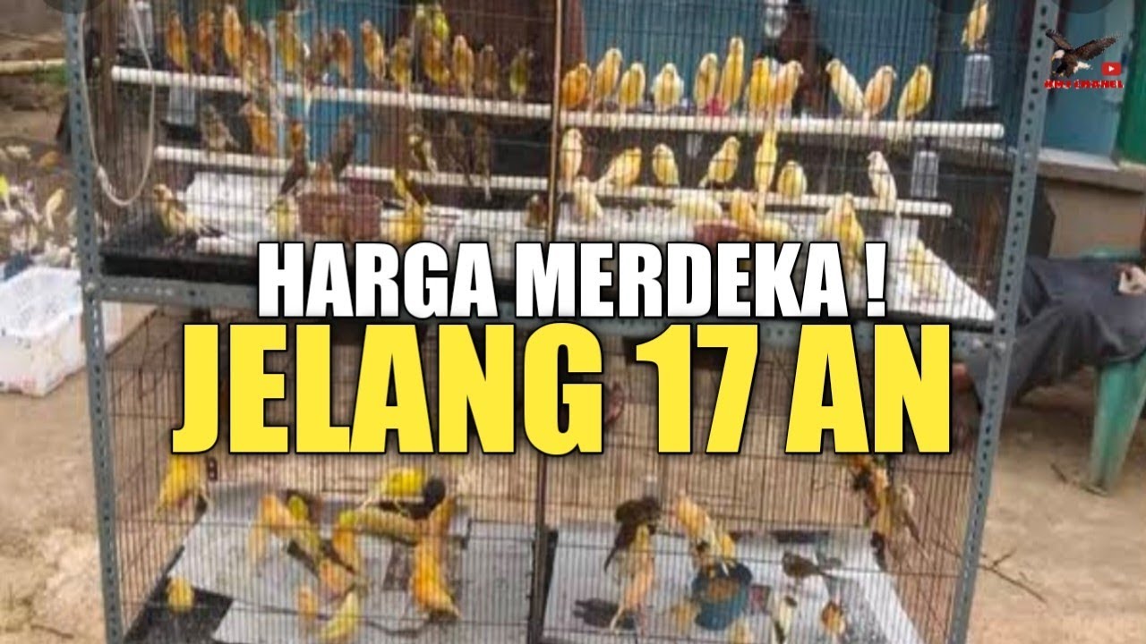 HARGA MERDEKA ! SIAP RAMAIKAN PASAR BURUNG JELANG 17 AN, KHUSUS GROSIR ...