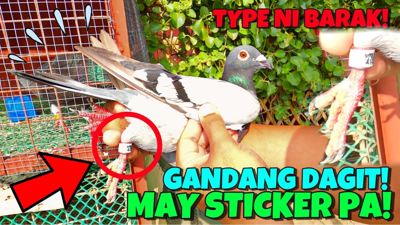 NAKADAGIT AKO NG MAGANDANG KALAPATI SA KARERA! PHA NAKA SEALED PA YUNG ...