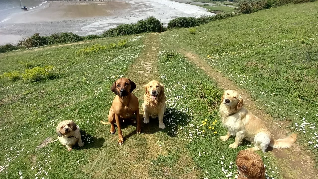 Dogs on Walks. Pebble beach and a cold dip. - YouTube