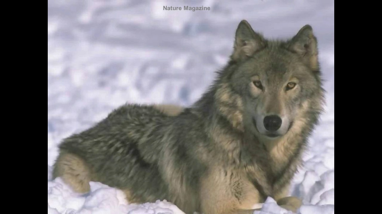 wolf sounds - YouTube