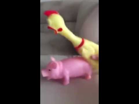 Pollo haciendo cochinadas - YouTube
