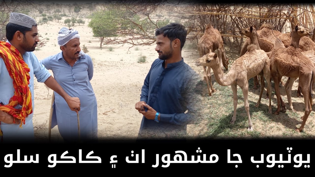 Camel Funny Video |Camel Video |Camel &YouTubers || Sindhi Funny Drama ...