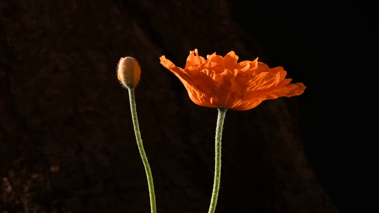 Poppy Ballet. Time lapse poppy flowers opening - YouTube