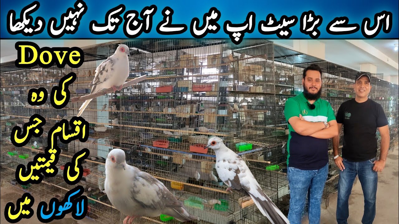 Visit Biggest Dove Mutations Setup |Red Paid | Diamond Paid |Blue Paid ...