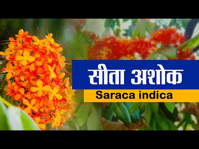 Saraca Asoca In Hindi