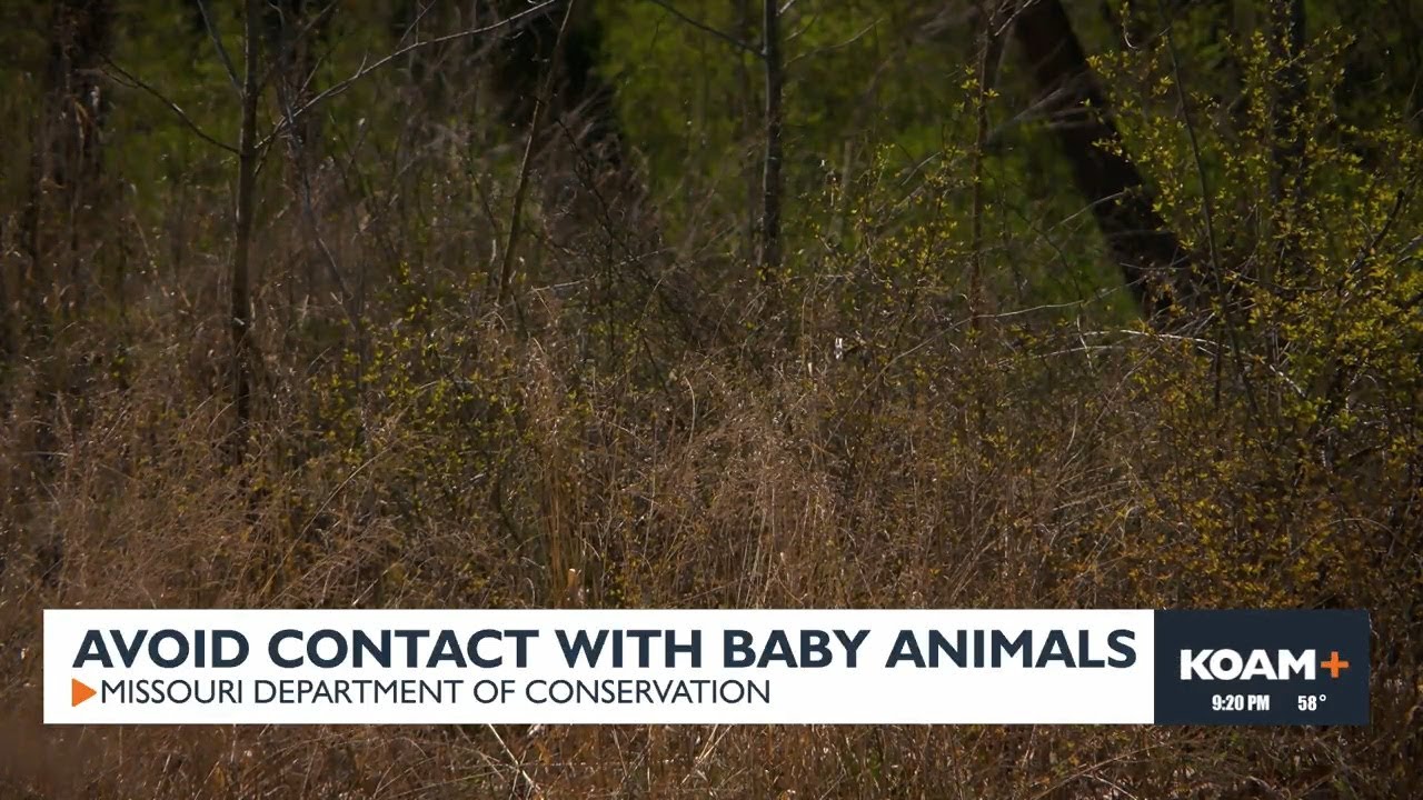 MO Dept. of Conservation warns about interacting with baby animals ...