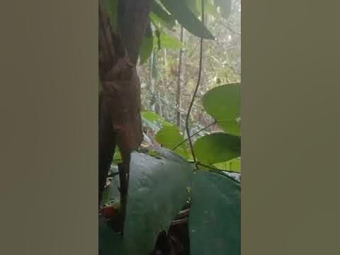 poj qaib dib seev tuaj zoo heev nawb - YouTube