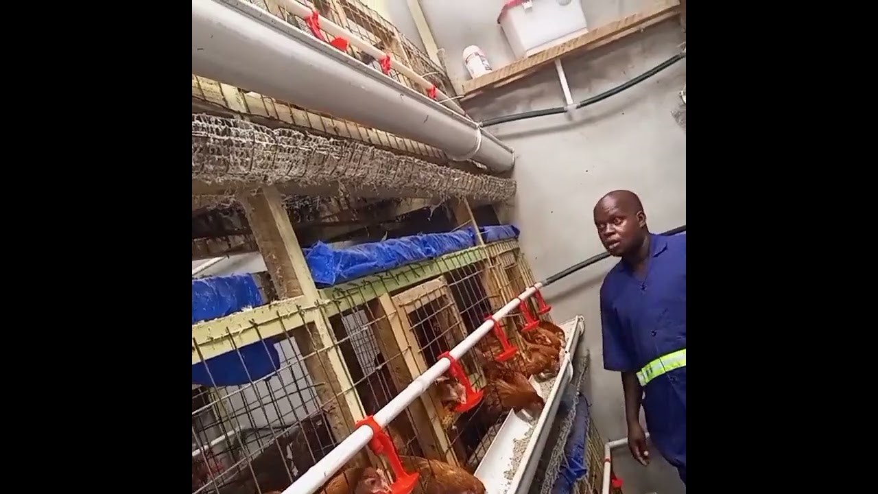 Local cages ya kuku 2000 0654737373 - YouTube