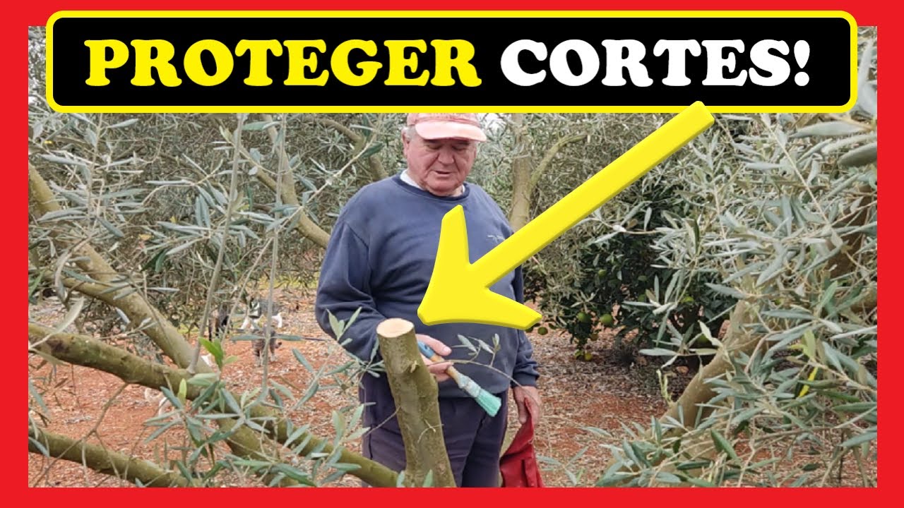 👍 Cómo PROTEGER los CORTES de la PODA del OLIVO! - YouTube
