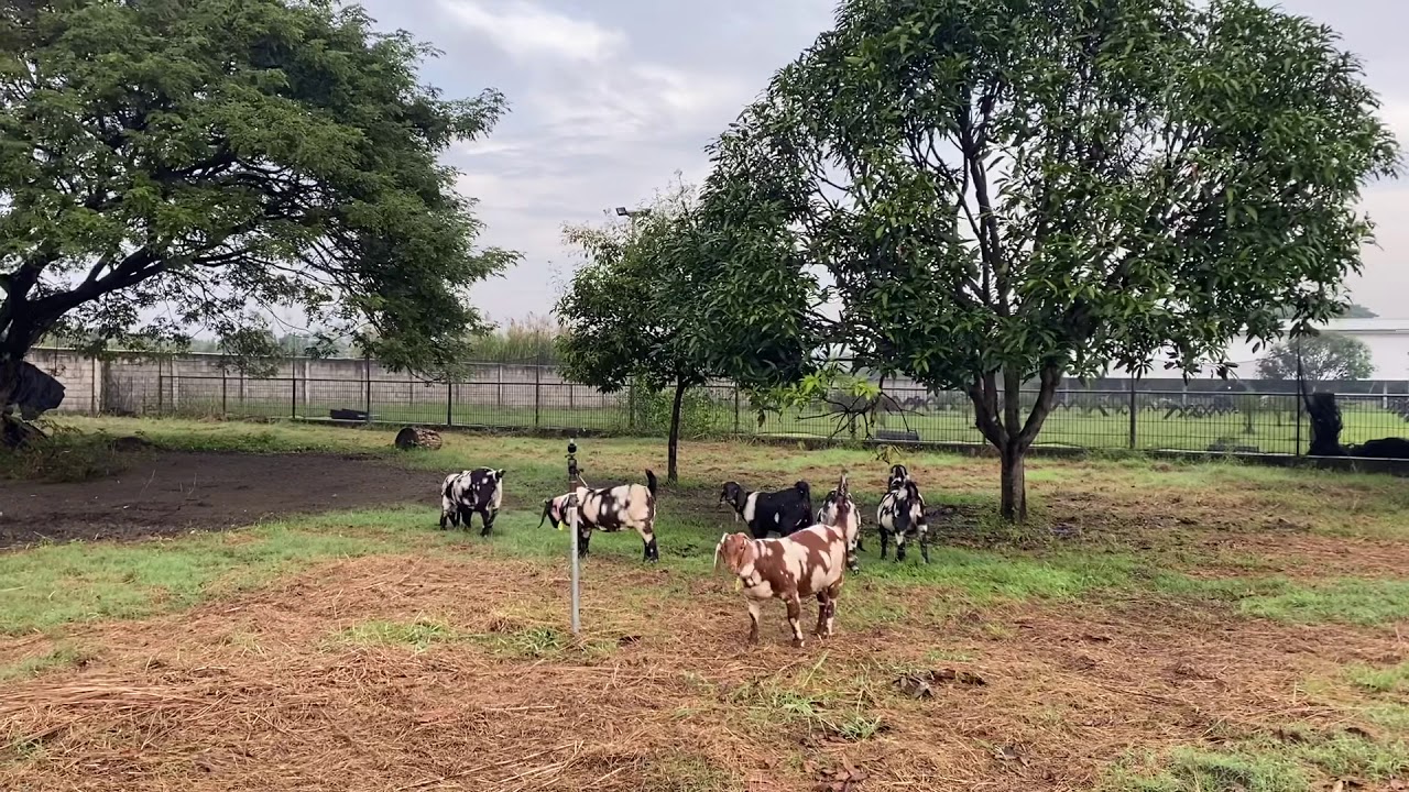 Dappled Boer Goats from the US now at Jomar Hizon’s farm at Cabalantian ...