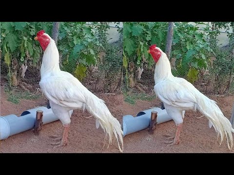 Parrot beak long Tail Asil breeder rooster collection 00920 - YouTube