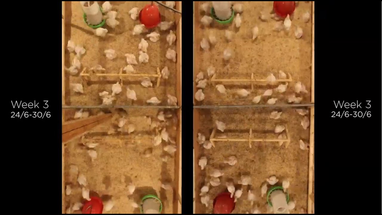 Life of a fast growing meat chicken documentary - YouTube