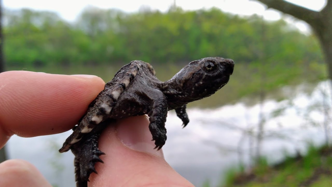 Baby Snapping Turtle | CREATURE FEATURE #13 - YouTube