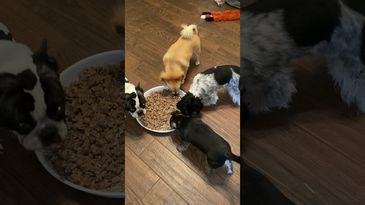Dogs eating lunch - YouTube