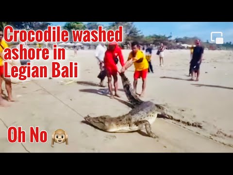 Crocodile washed ashore in Legian Bali #crocodileinlegainbeach # ...