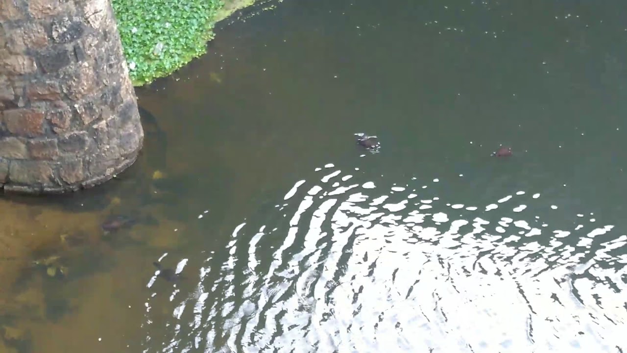 Tortoise In Palakkad Fort Kerala -Gods Own Country! - YouTube