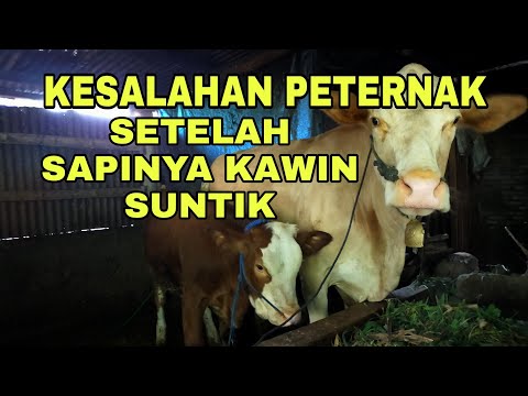 Bolehkah Diberikan Minum dan Dicombor  Setelah Kawin ?