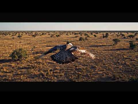 Savanna Predators