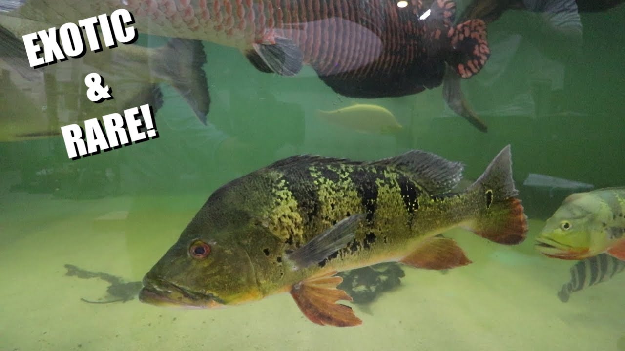 EXOTIC and RARE Fish At Predatory Fins! - YouTube