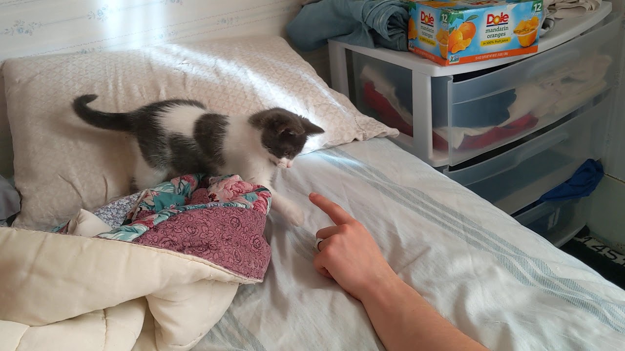 Kitten Batting at the Hand that Feeds Her! - YouTube