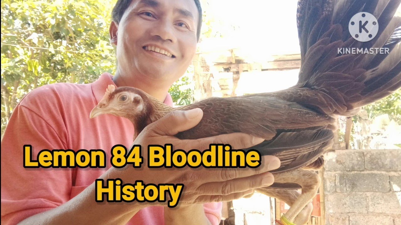 🇵🇭 History of Bloodline Lemon 84🐓🐓🐔 - YouTube